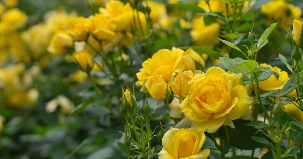 Catherine “Cathy” Randall Chapman Obituary 2023 | Sossoman Funeral Home