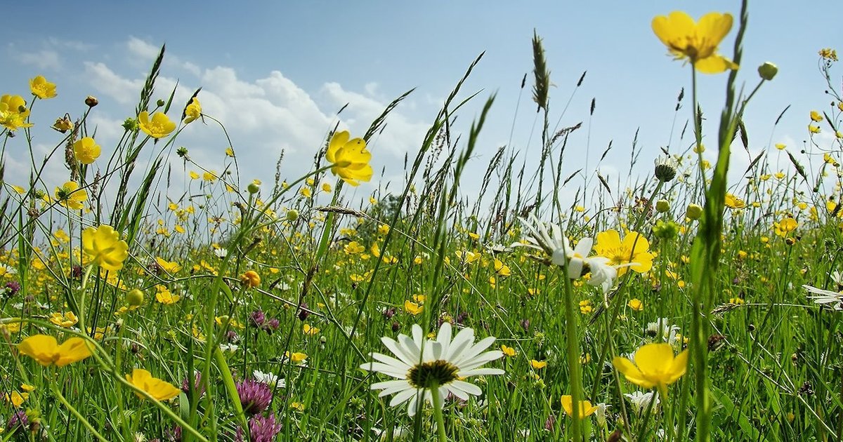 Paula Kay Absher Moore Obituary 2023 | Sossoman Funeral Home