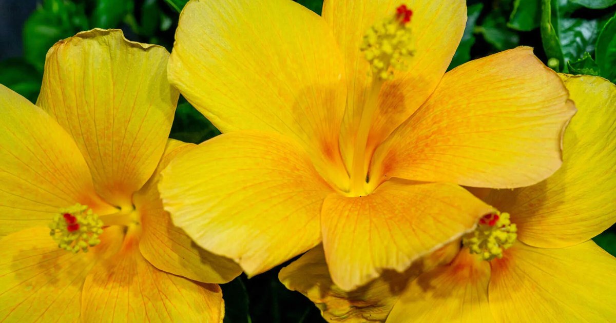 Elizabeth Lovelace "Nanny" Cooper Obituary 2025 | Sossoman Funeral Home