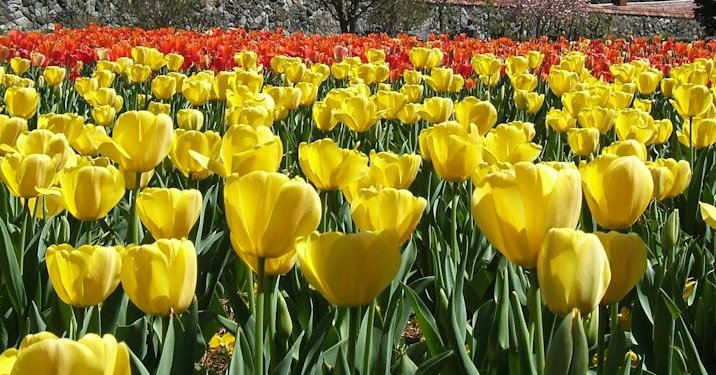 Eula Christine Jordan Shook Obituary 2024 | Sossoman Funeral Home