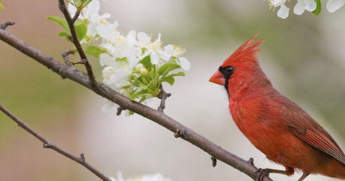 Wanda Louise Brewer Norman Obituary 2025 | Sossoman Funeral Home