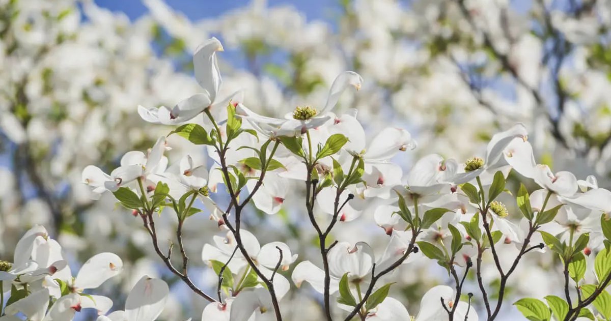 Nancy Cook Sawyer Obituary 2025 | Sossoman Funeral Home