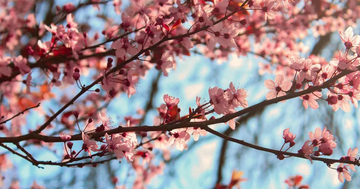 Janice Kay Pinson Obituary 2025 | Sossoman Funeral Home