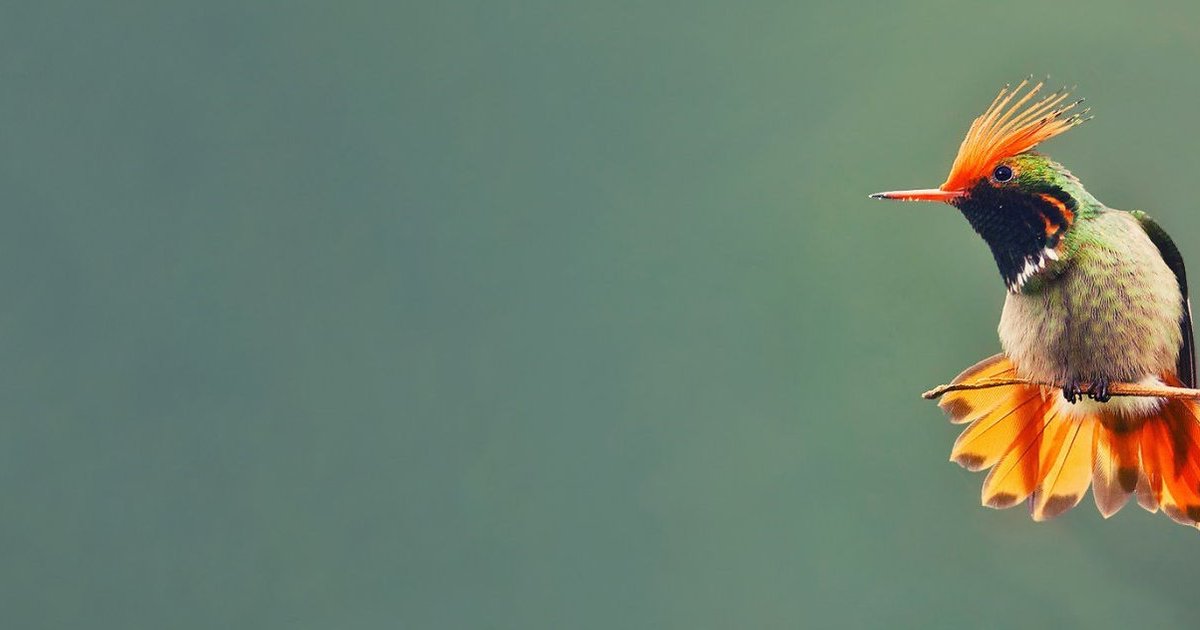 Vivian Anne Perry Williamson Obituary 2025 | Sossoman Funeral Home