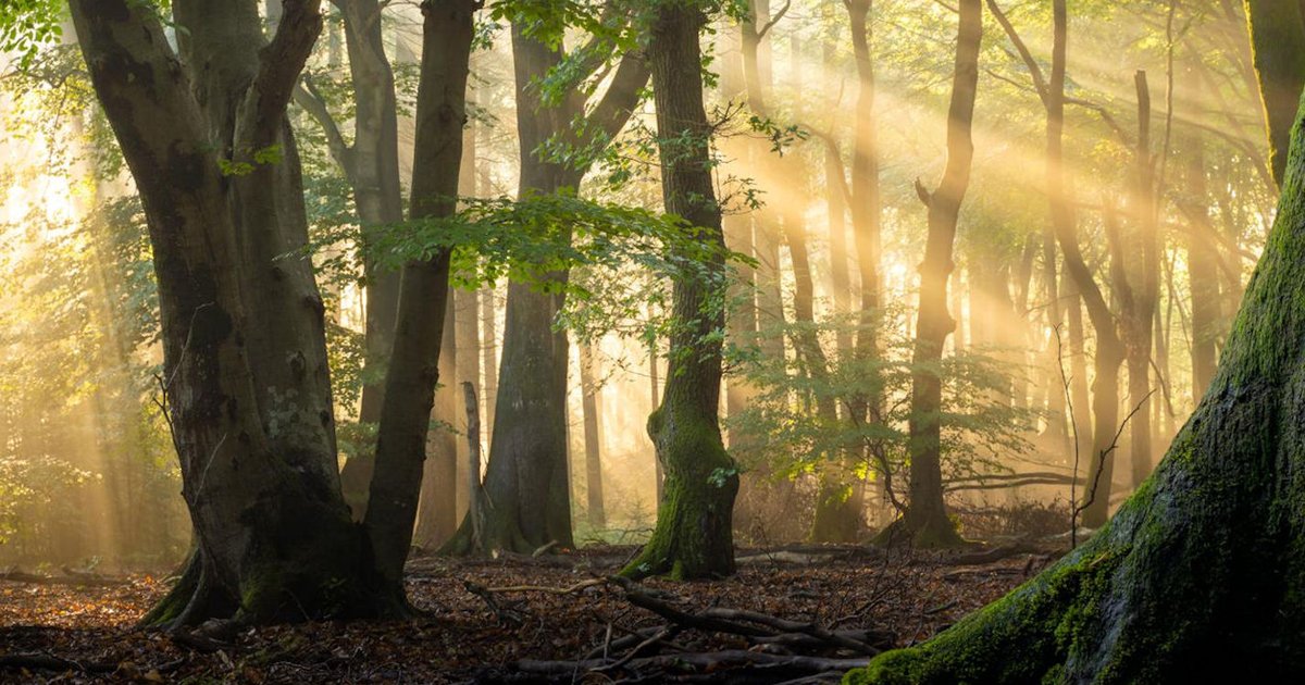 Debbie Clarke Obituary 2026 | Sossoman Funeral Home